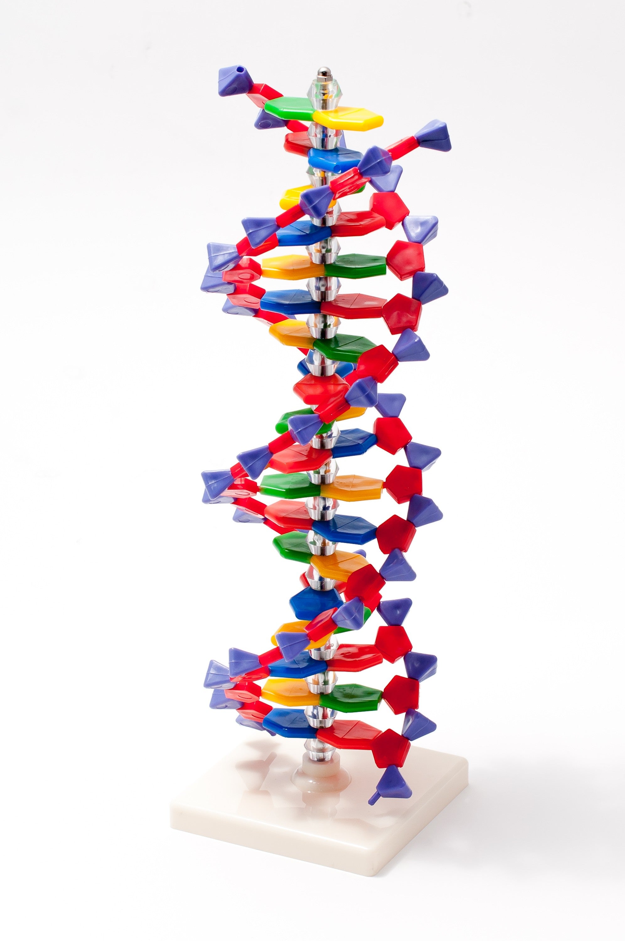 Model DNA EDUKO